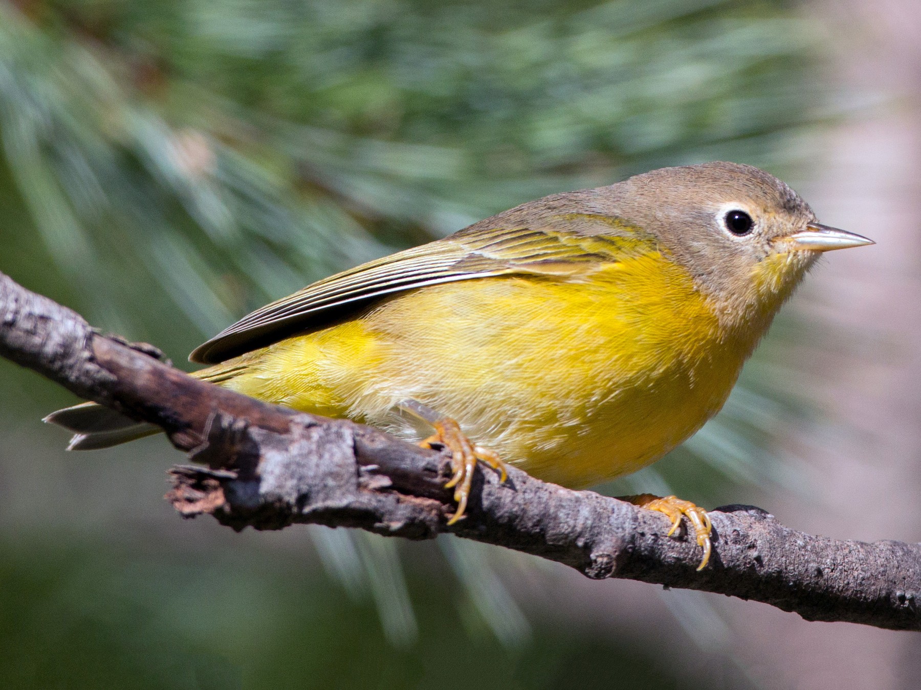 Nashville Warbler - eBird