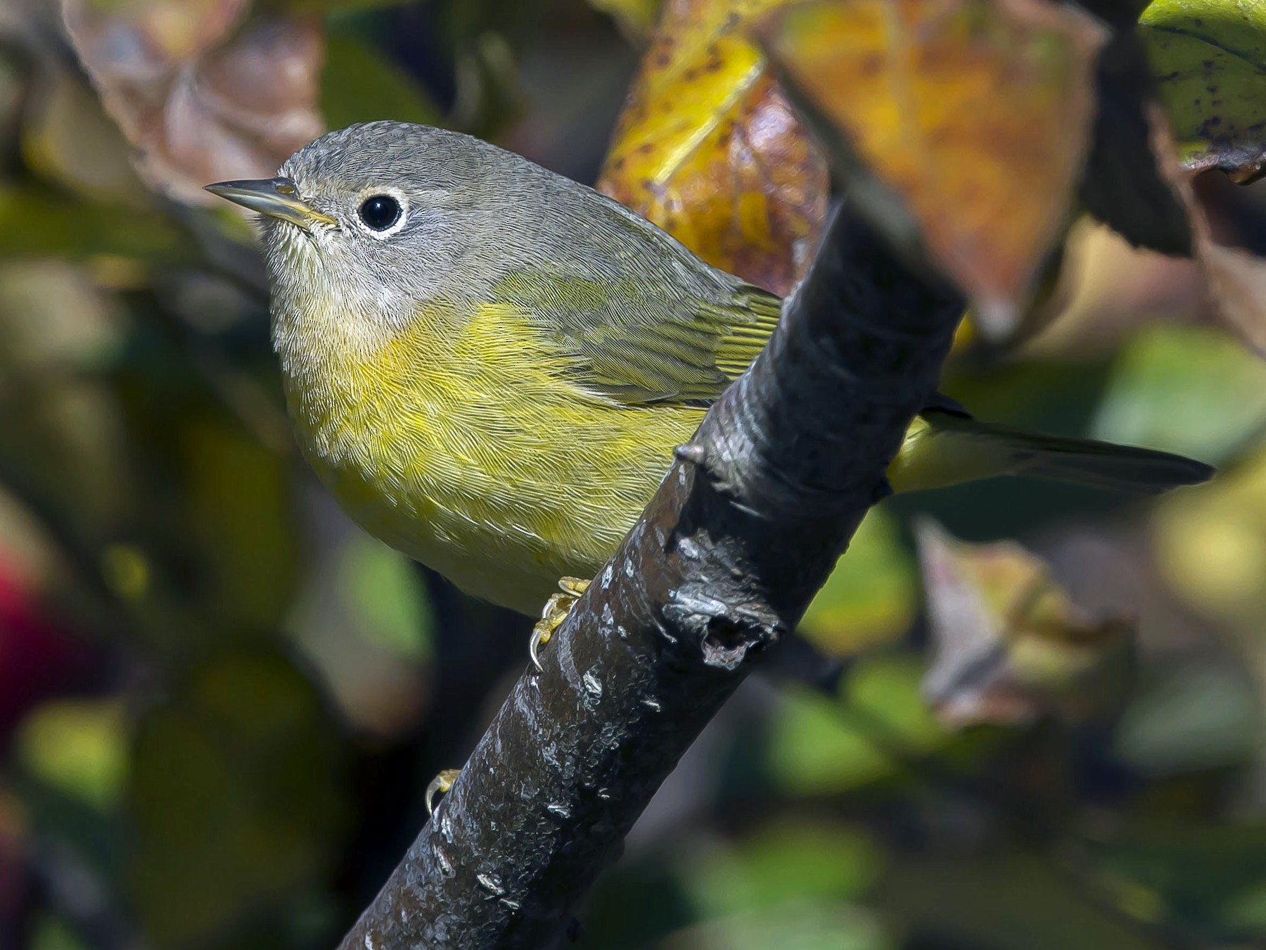 Nashville Warbler - eBird