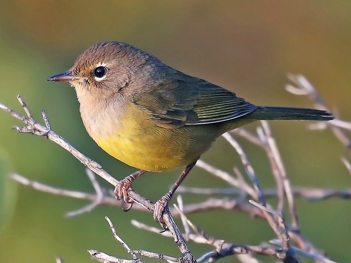 MacGillivray's Warbler - eBird