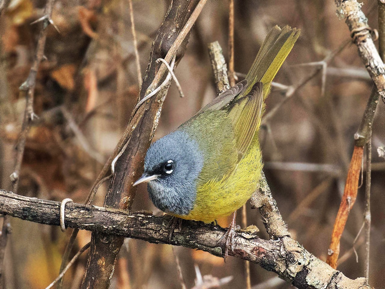MacGillivray's Warbler - eBird