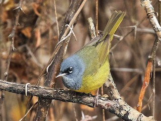 MacGillivray's Warbler - eBird