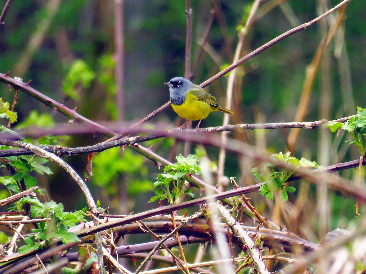MacGillivray's Warbler - eBird