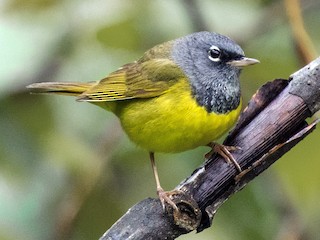 MacGillivray's Warbler - eBird