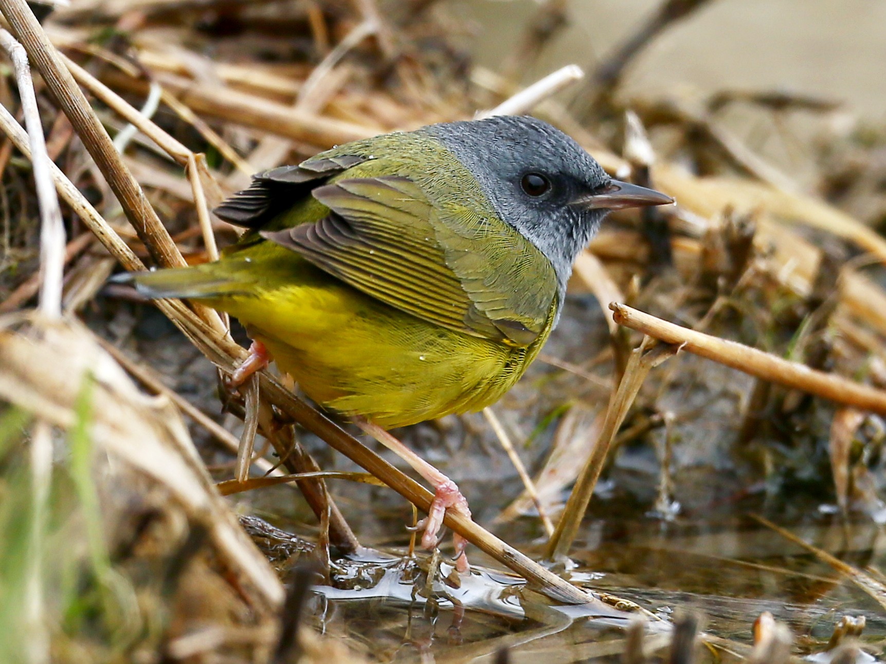 Mourning Warbler - eBird