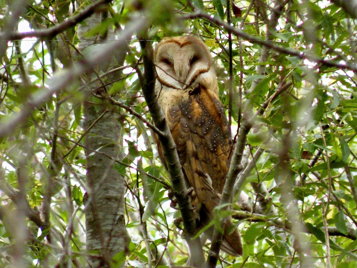 eBird Checklist - 12 Sep 2010 - Carmel River--Hwy 1 riparian (wading ...