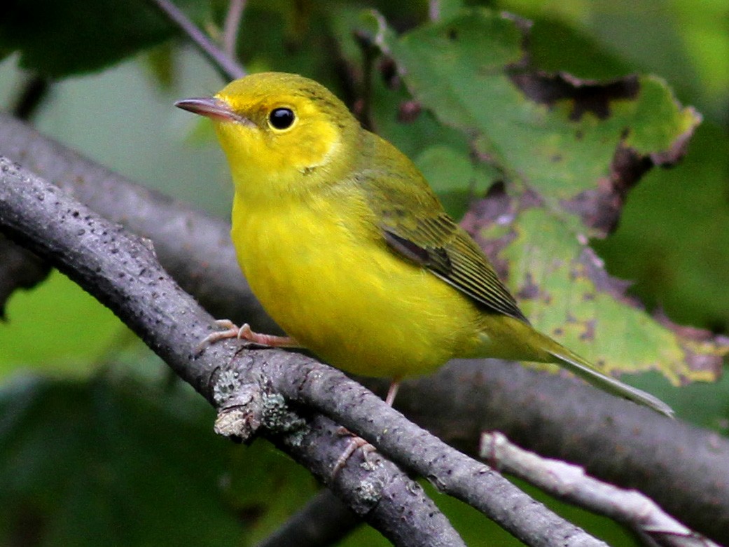 Hooded Warbler - eBird