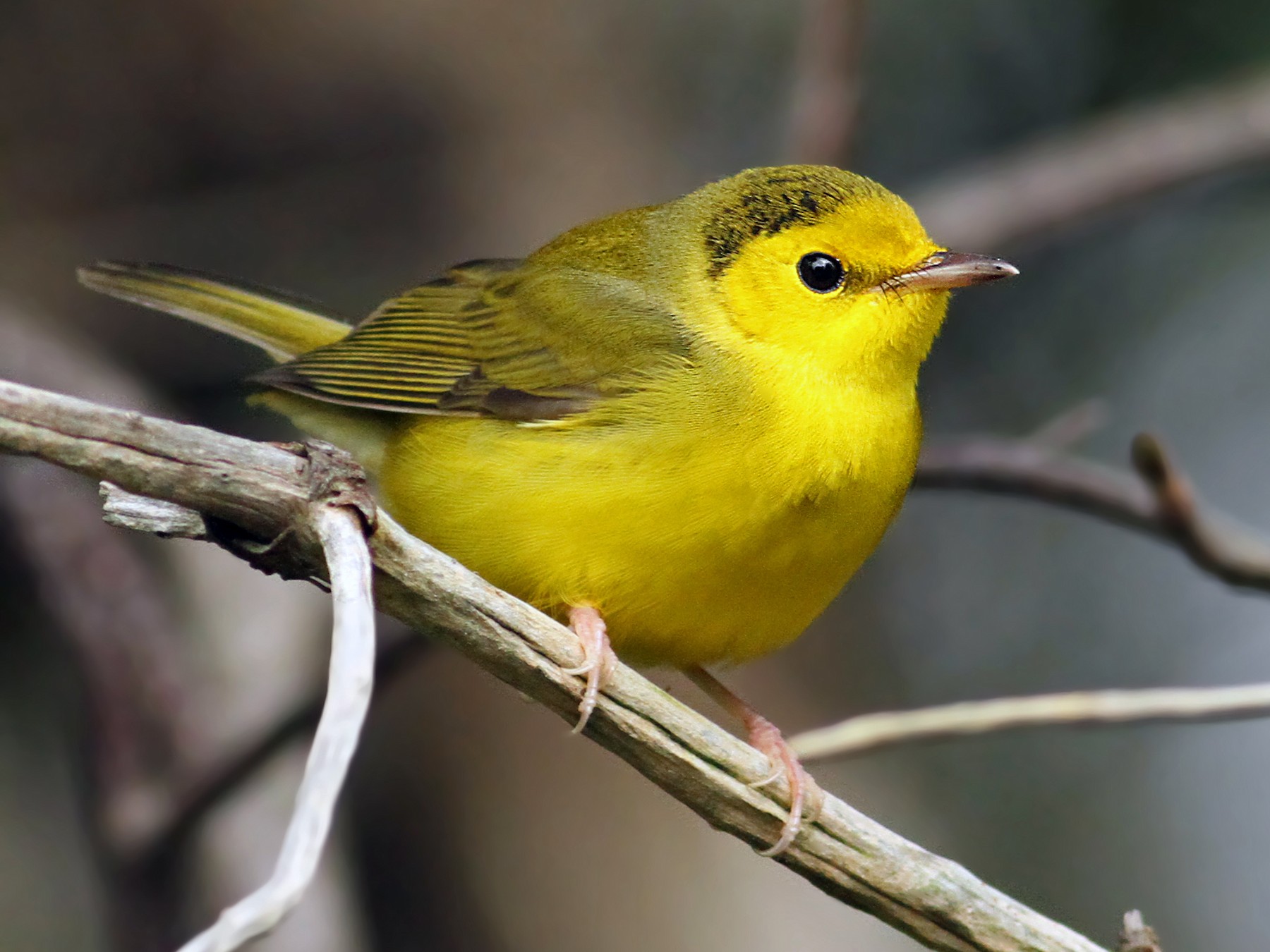 Hooded Warbler - eBird