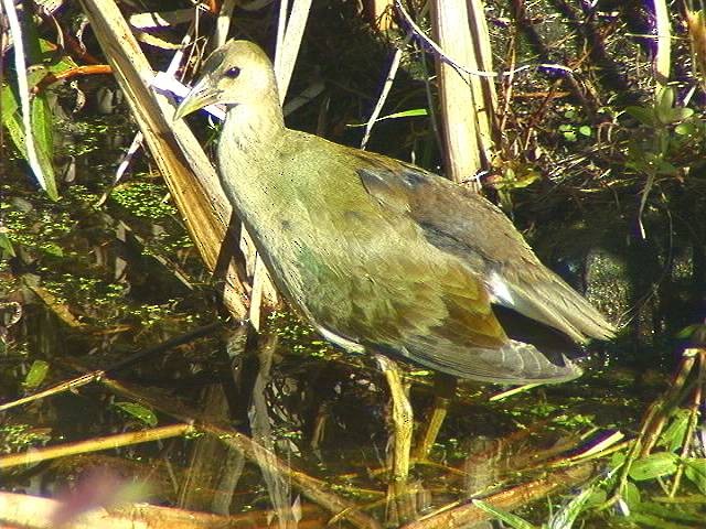 eBird Checklist - 14 Oct 2000 - Powder House Pond, Exeter - 1 species