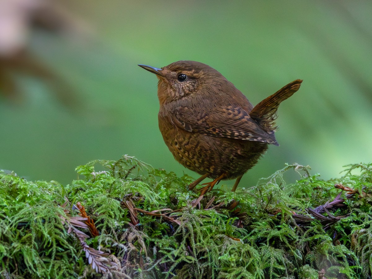Pacific Wren - Troglodytes pacificus - Birds of the World
