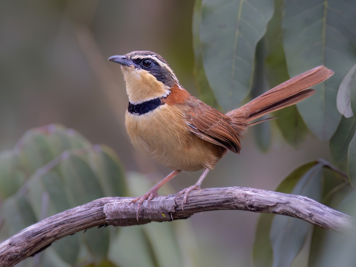 Collared Crescentchest - Melanopareia torquata - Birds of the World