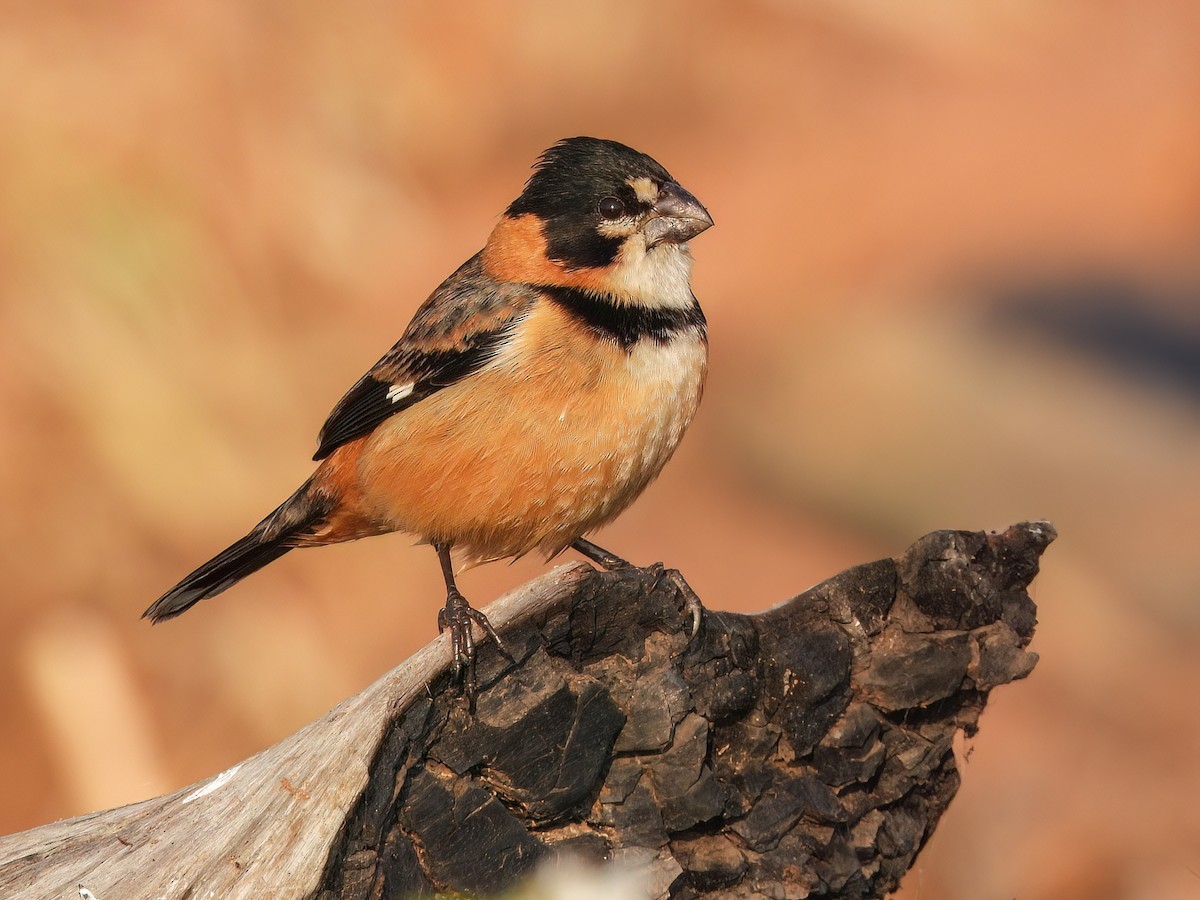 Rusty-collared Seedeater - Sporophila collaris - Birds of the World