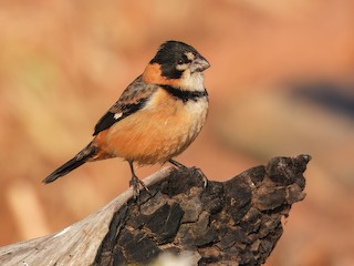 Rusty-collared Seedeater - Sporophila collaris - Birds of the World