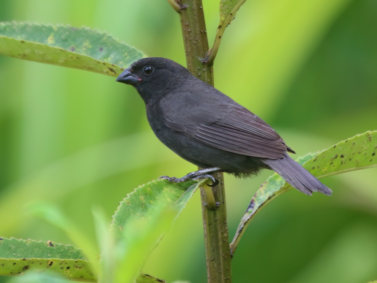 Sooty Grassquit - Asemospiza fuliginosa - Birds of the World