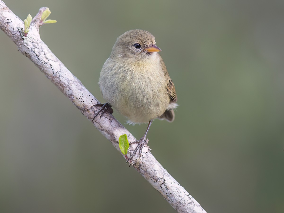 Gray Warbler-Finch - Certhidea fusca - Birds of the World