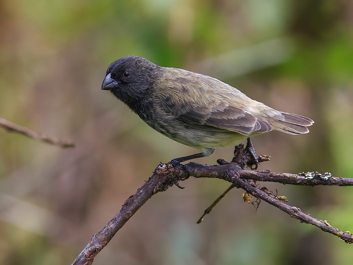 Large Tree-Finch - Camarhynchus psittacula - Birds of the World