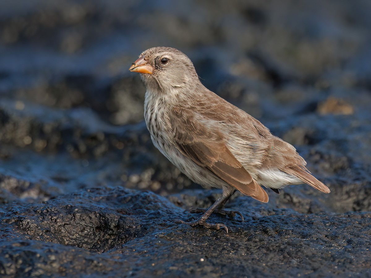 Sharp-beaked Ground-Finch - Geospiza difficilis - Birds of the World