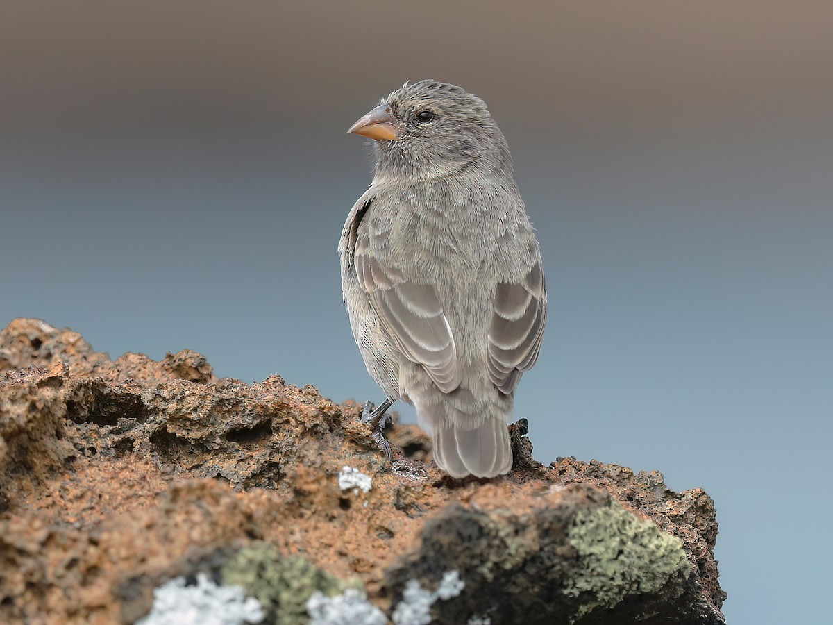 Medium Ground-Finch - Geospiza fortis - Birds of the World