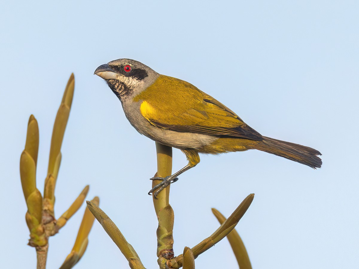 Yellow-shouldered Grosbeak - Parkerthraustes humeralis - Birds of the World