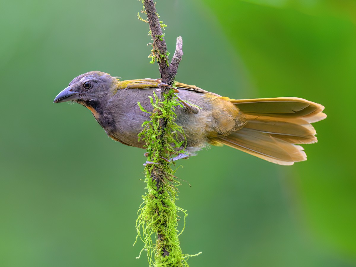 Buff-throated Saltator - Saltator maximus - Birds of the World