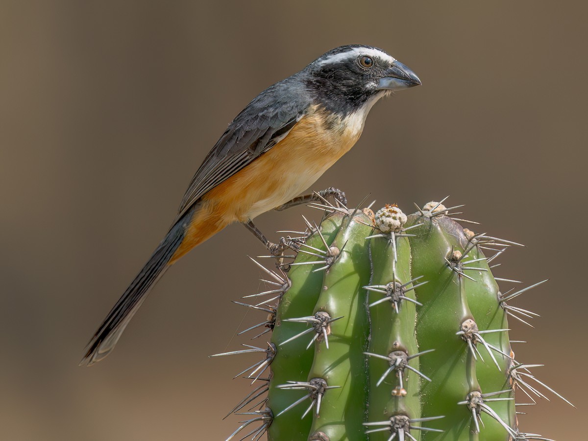 Orinocan Saltator - Saltator orenocensis - Birds of the World