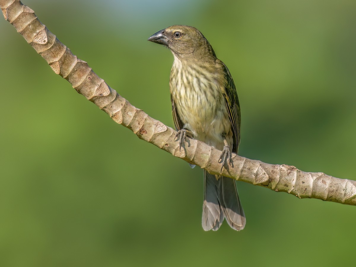 Streaked Saltator - Saltator striatipectus - Birds of the World