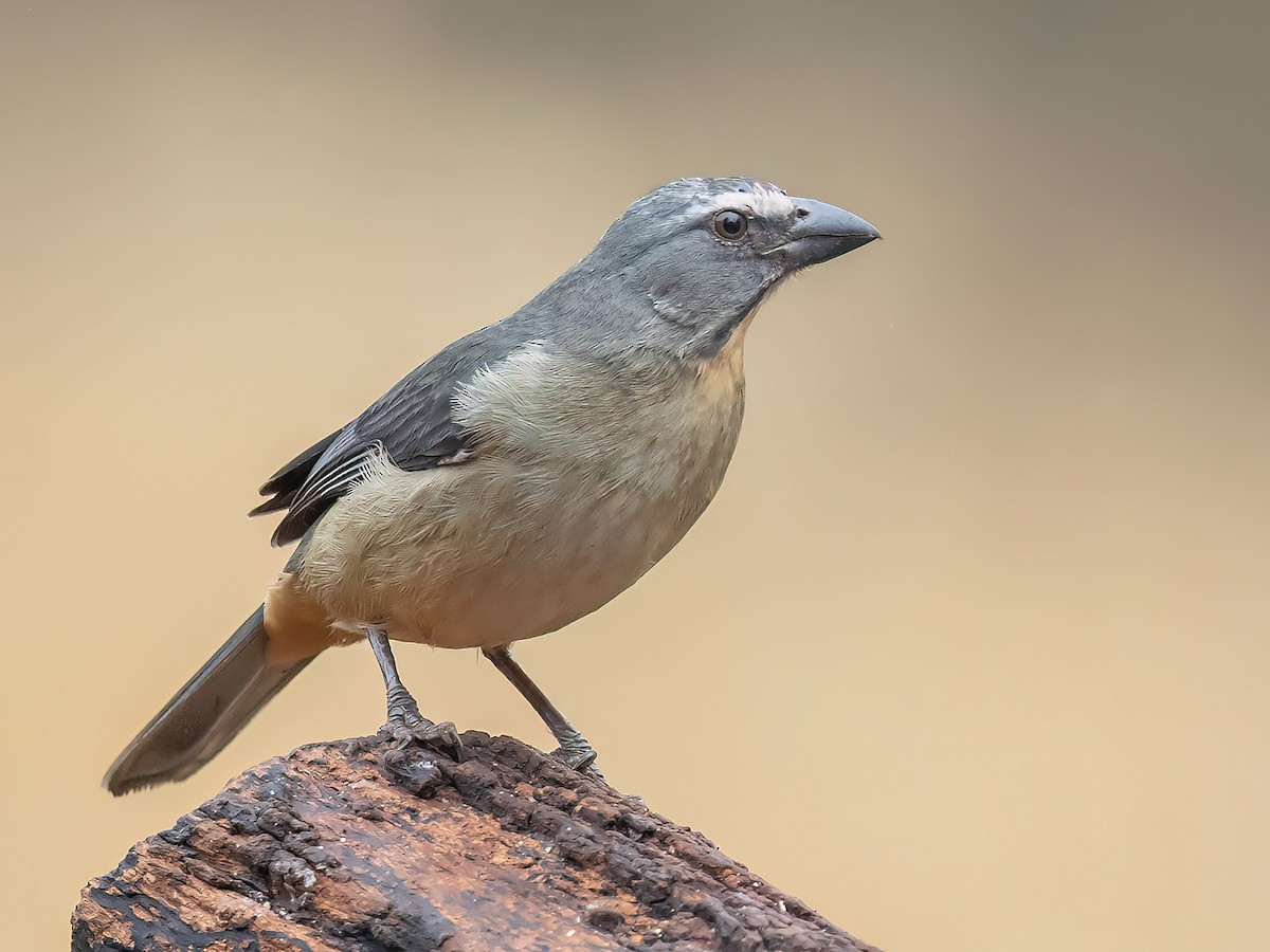 Bluish-gray Saltator - Saltator coerulescens - Birds of the World