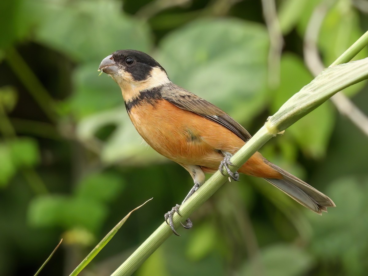 Cinnamon-rumped Seedeater - Sporophila torqueola - Birds of the World