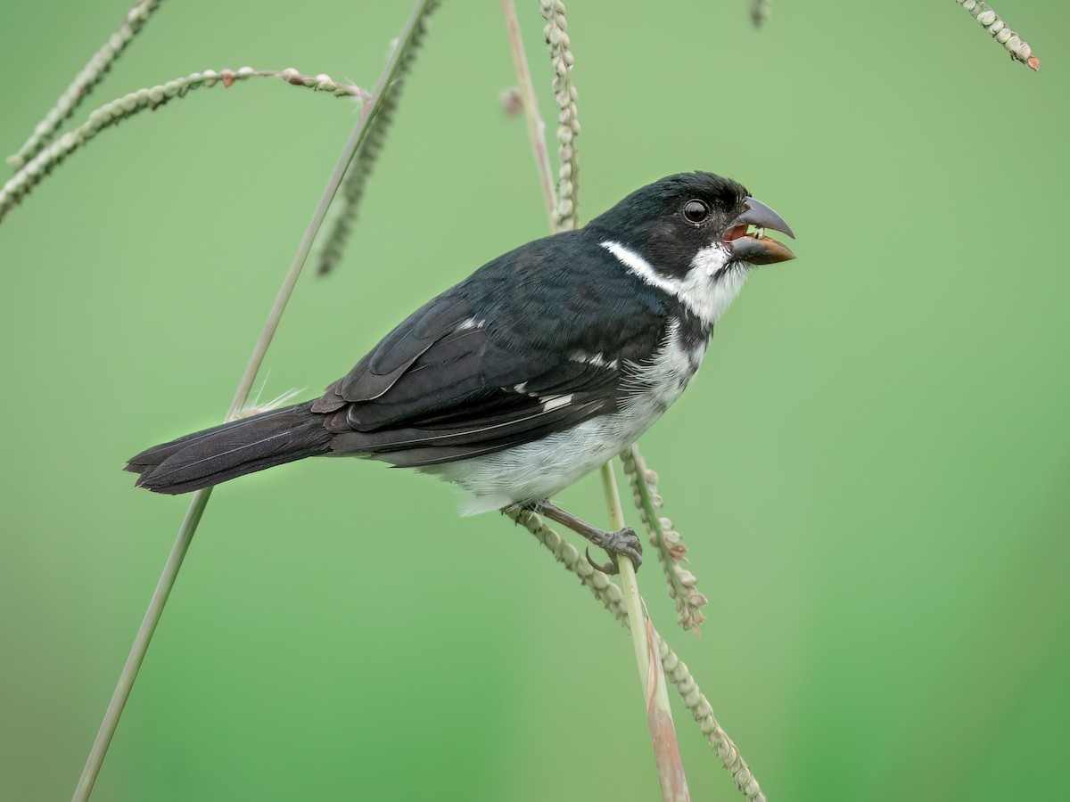 Wing-barred Seedeater - Sporophila americana - Birds of the World