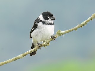 Variable Seedeater - Sporophila corvina - Birds of the World
