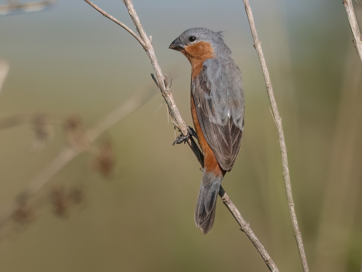 Rufous-rumped Seedeater - Sporophila hypochroma - Birds of the World