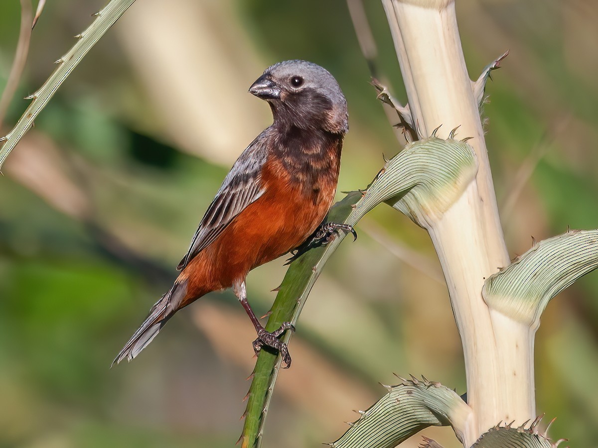 Dark-throated Seedeater - Sporophila ruficollis - Birds of the World