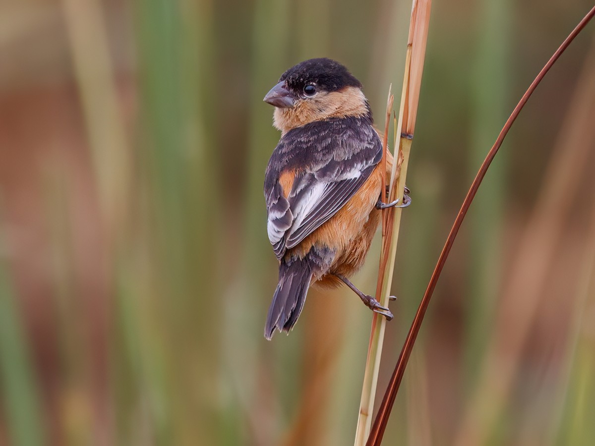 Black-and-tawny Seedeater - Sporophila nigrorufa - Birds of the World