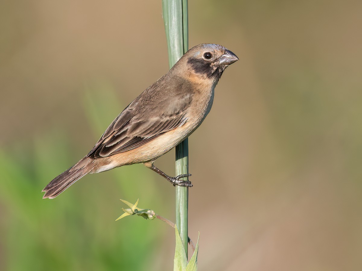 Ibera Seedeater - Sporophila iberaensis - Birds of the World