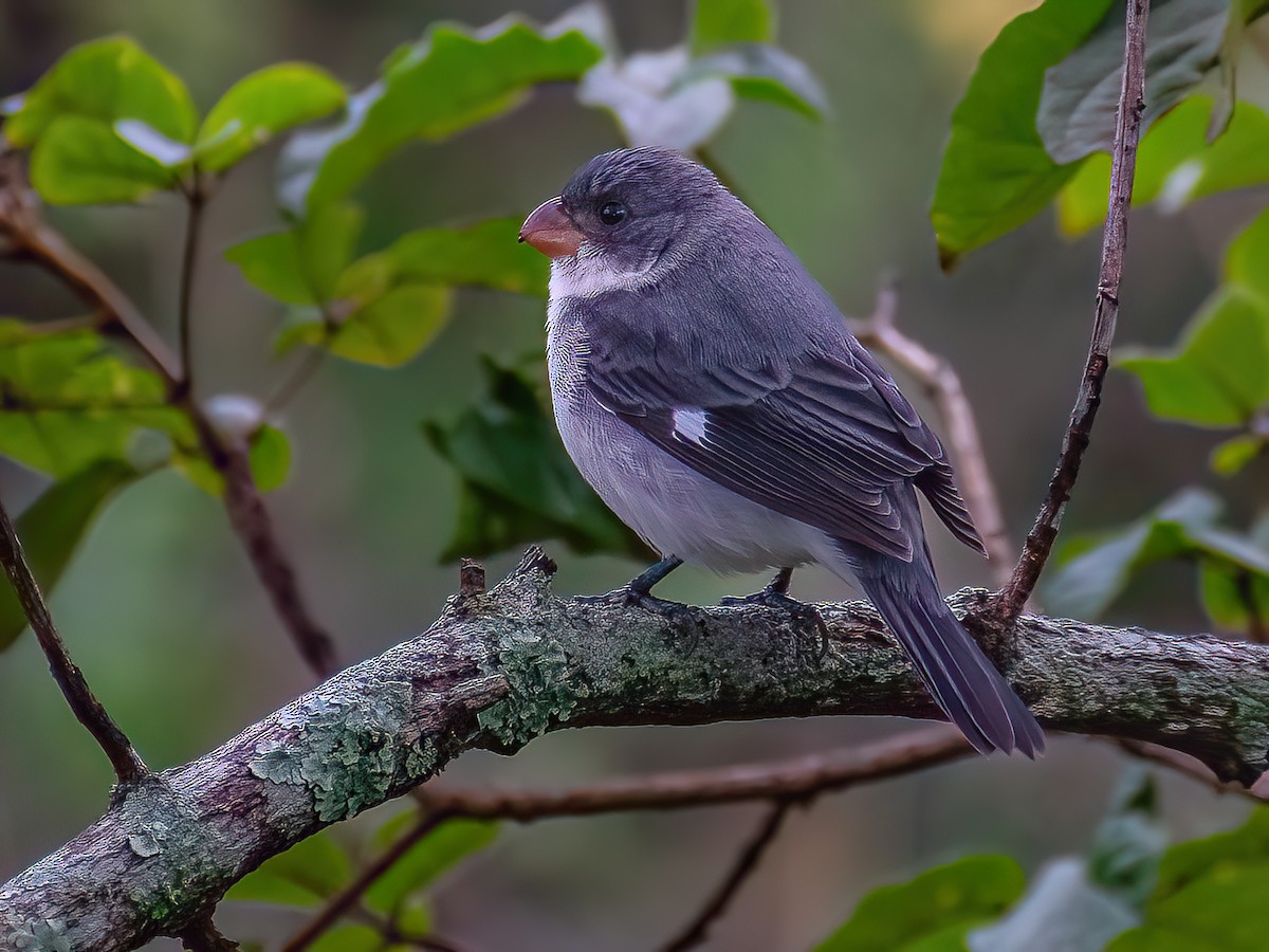 White-bellied Seedeater - Sporophila leucoptera - Birds of the World