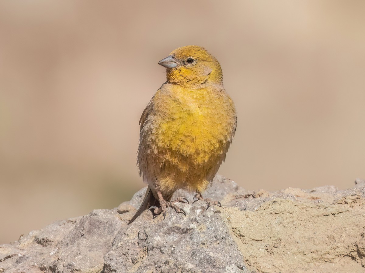 Monte Yellow-Finch - Sicalis mendozae - Birds of the World