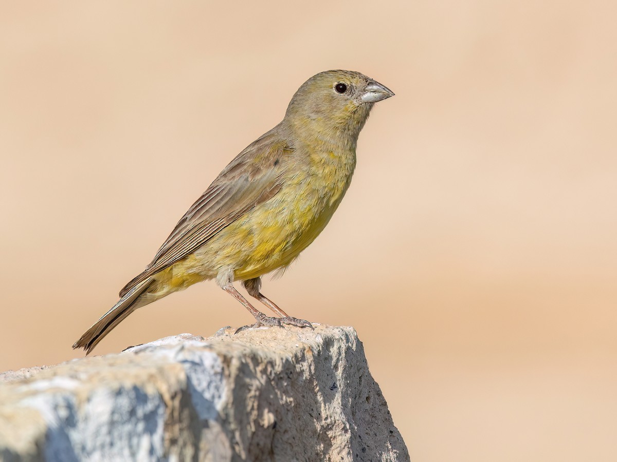 Greenish Yellow-Finch - Sicalis olivascens - Birds of the World