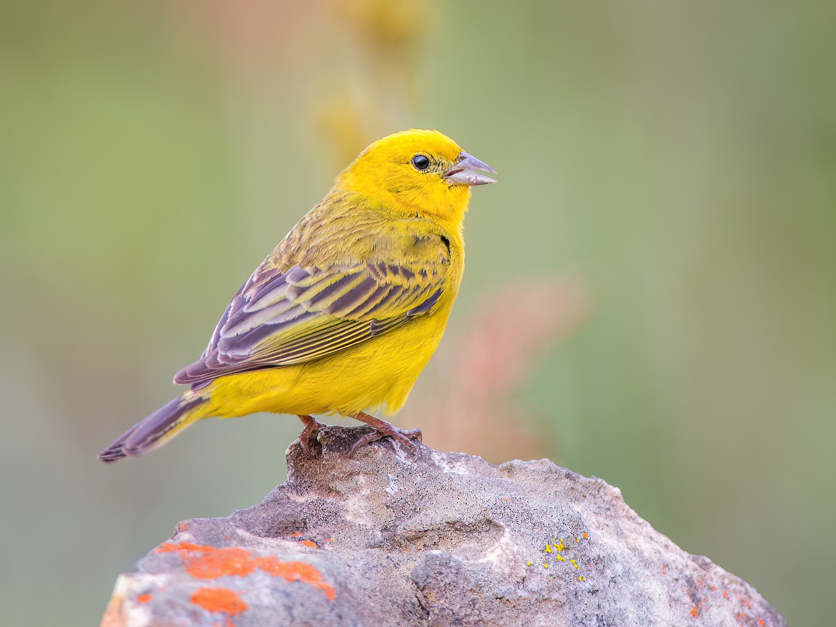 Stripe-tailed Yellow-Finch - Sicalis citrina - Birds of the World