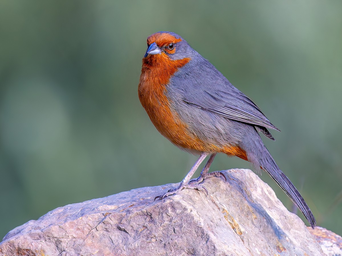 Cochabamba Mountain Finch - Poospiza garleppi - Birds of the World