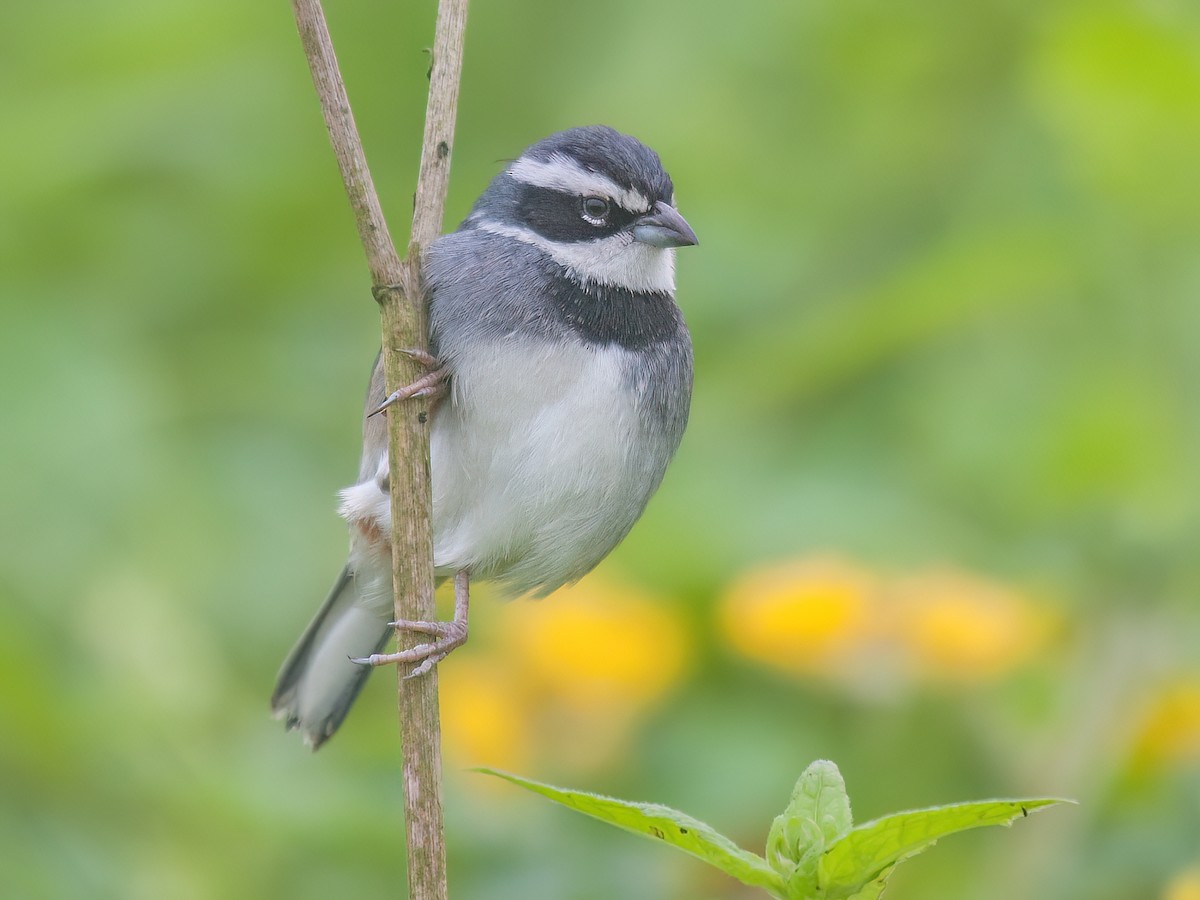 Collared Warbling Finch - Poospiza hispaniolensis - Birds of the World