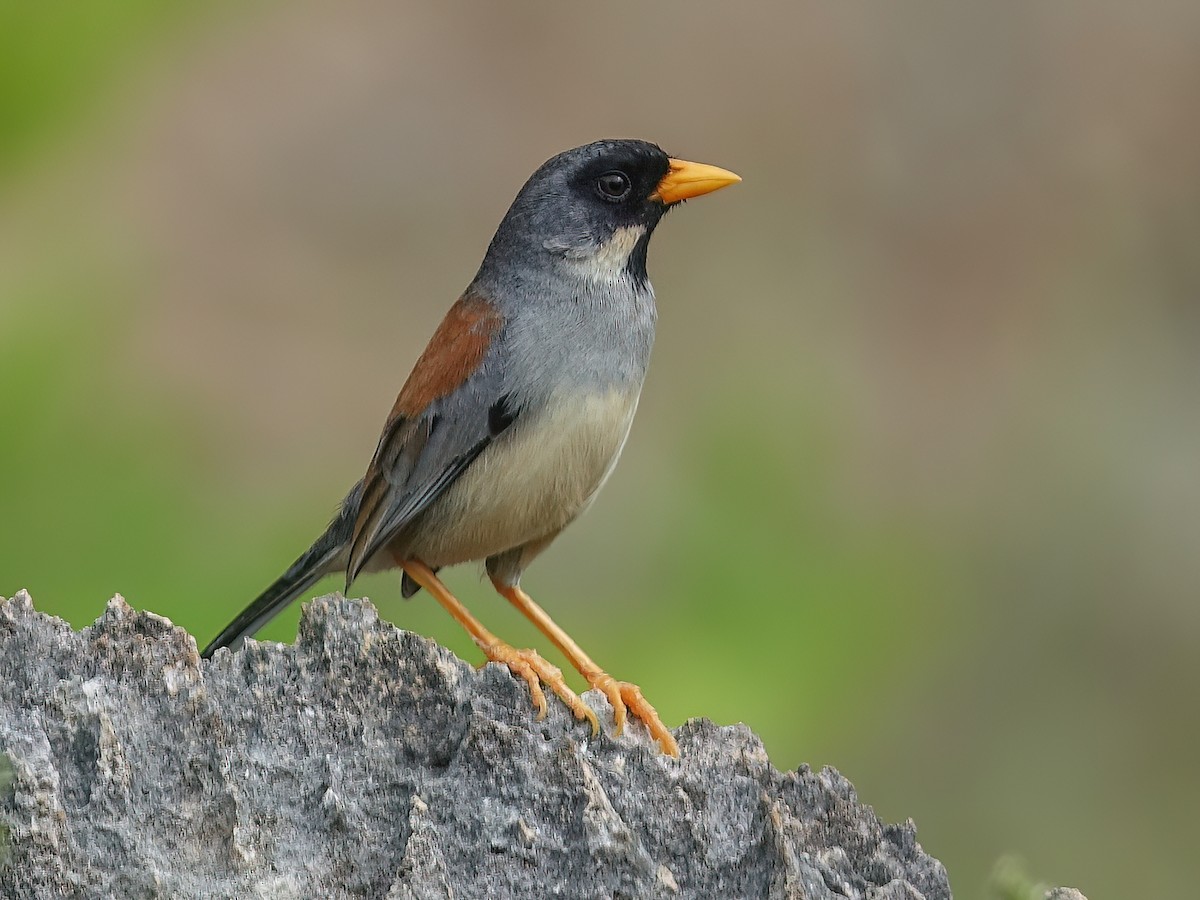 Buff-bridled Inca-Finch - Incaspiza laeta - Birds of the World