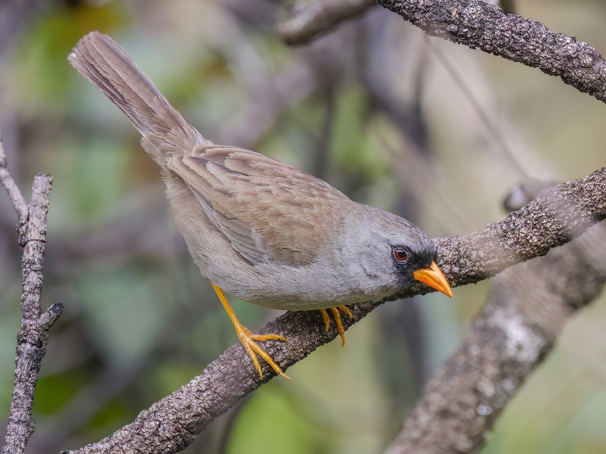Gray-winged Inca-Finch - Incaspiza ortizi - Birds of the World