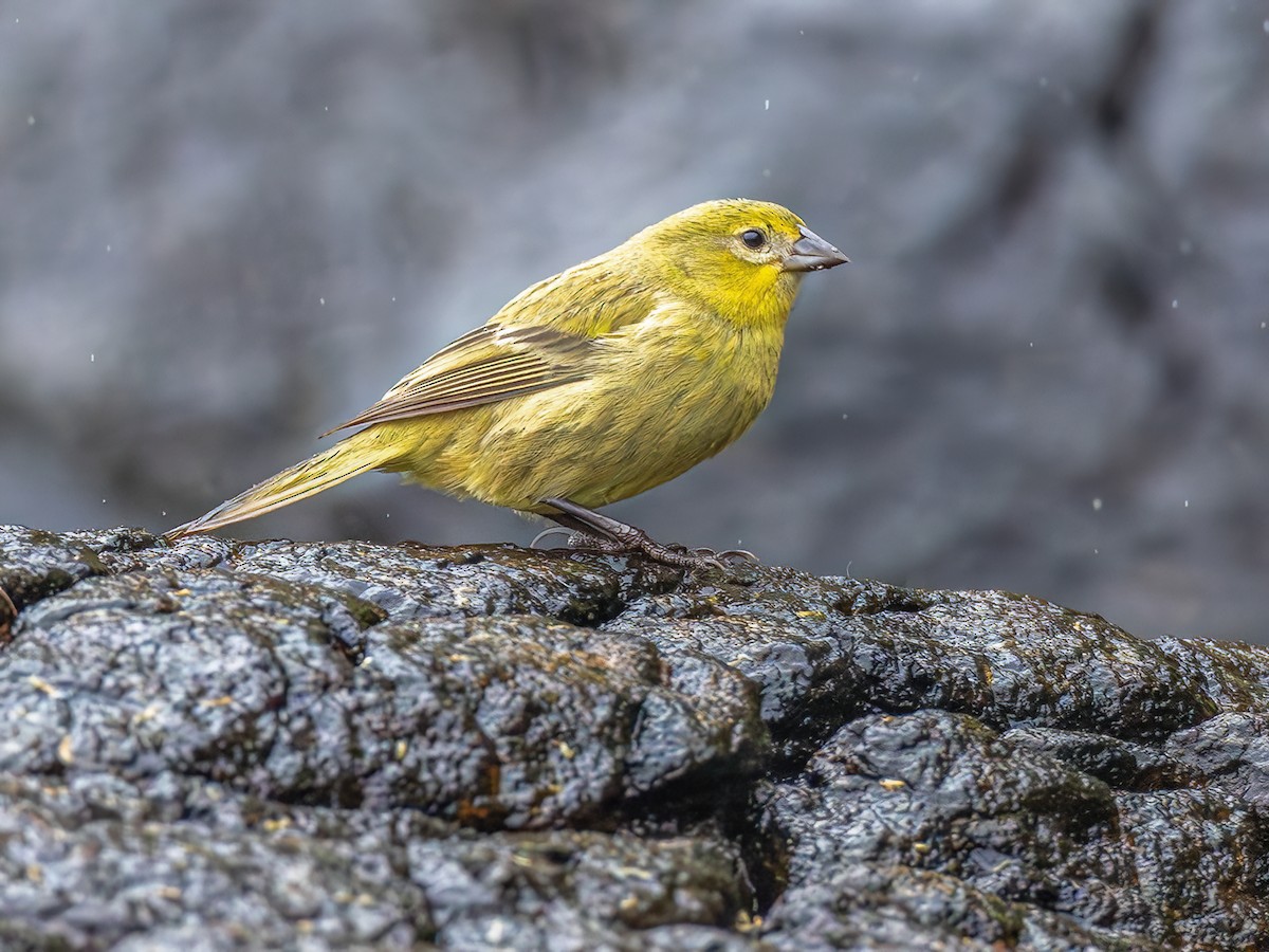 Inaccessible Island Finch - Nesospiza acunhae - Birds of the World