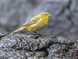 Inaccessible Island Finch - Nesospiza acunhae - Birds of the World