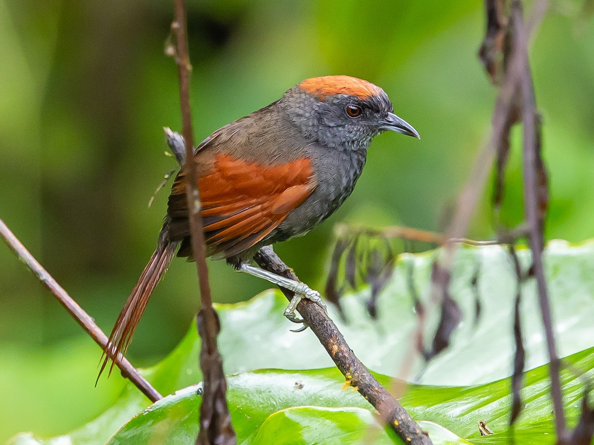 Dusky Spinetail - Synallaxis moesta - Birds of the World