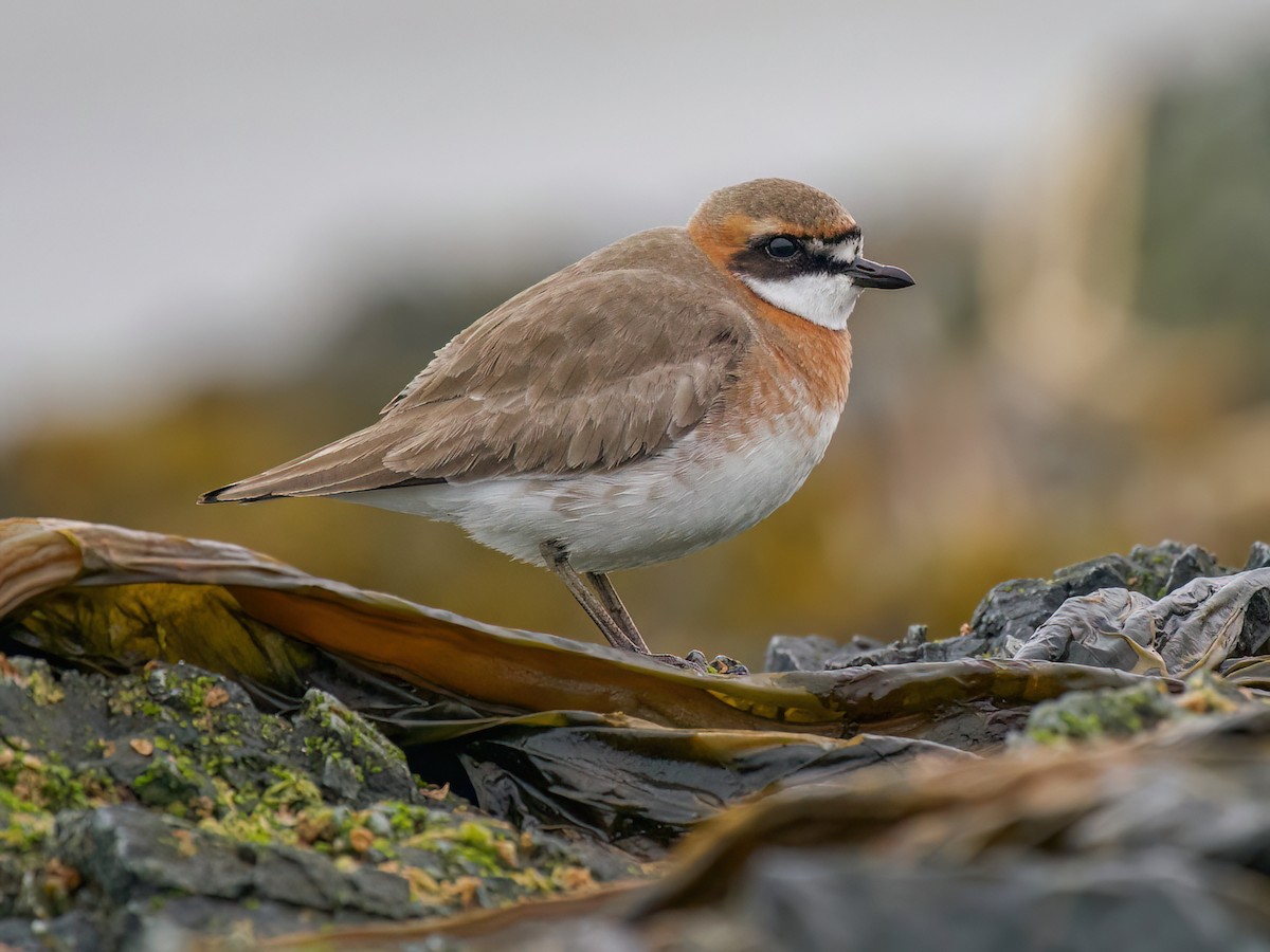Siberian Sand-Plover - Anarhynchus mongolus - Birds of the World