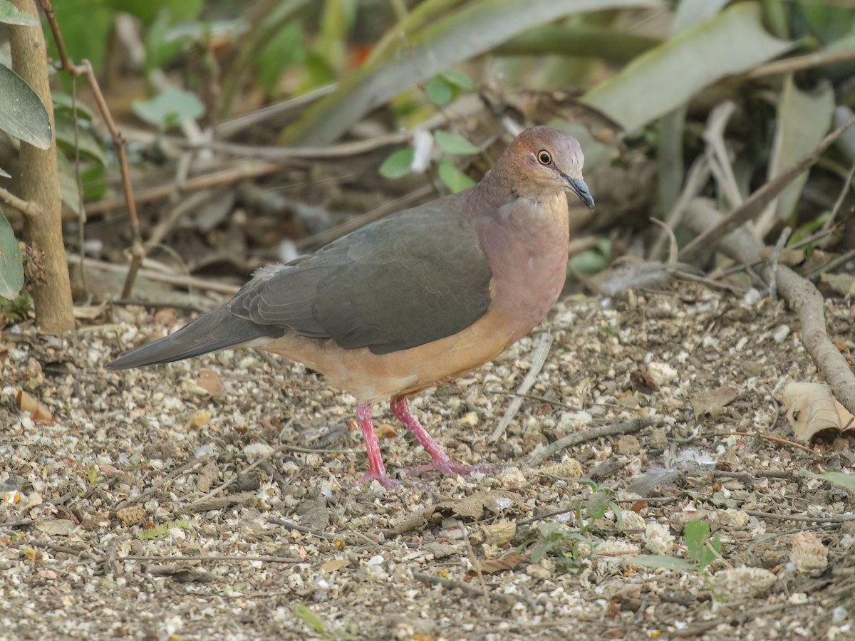 Ochre-bellied Dove - Leptotila ochraceiventris - Birds of the World