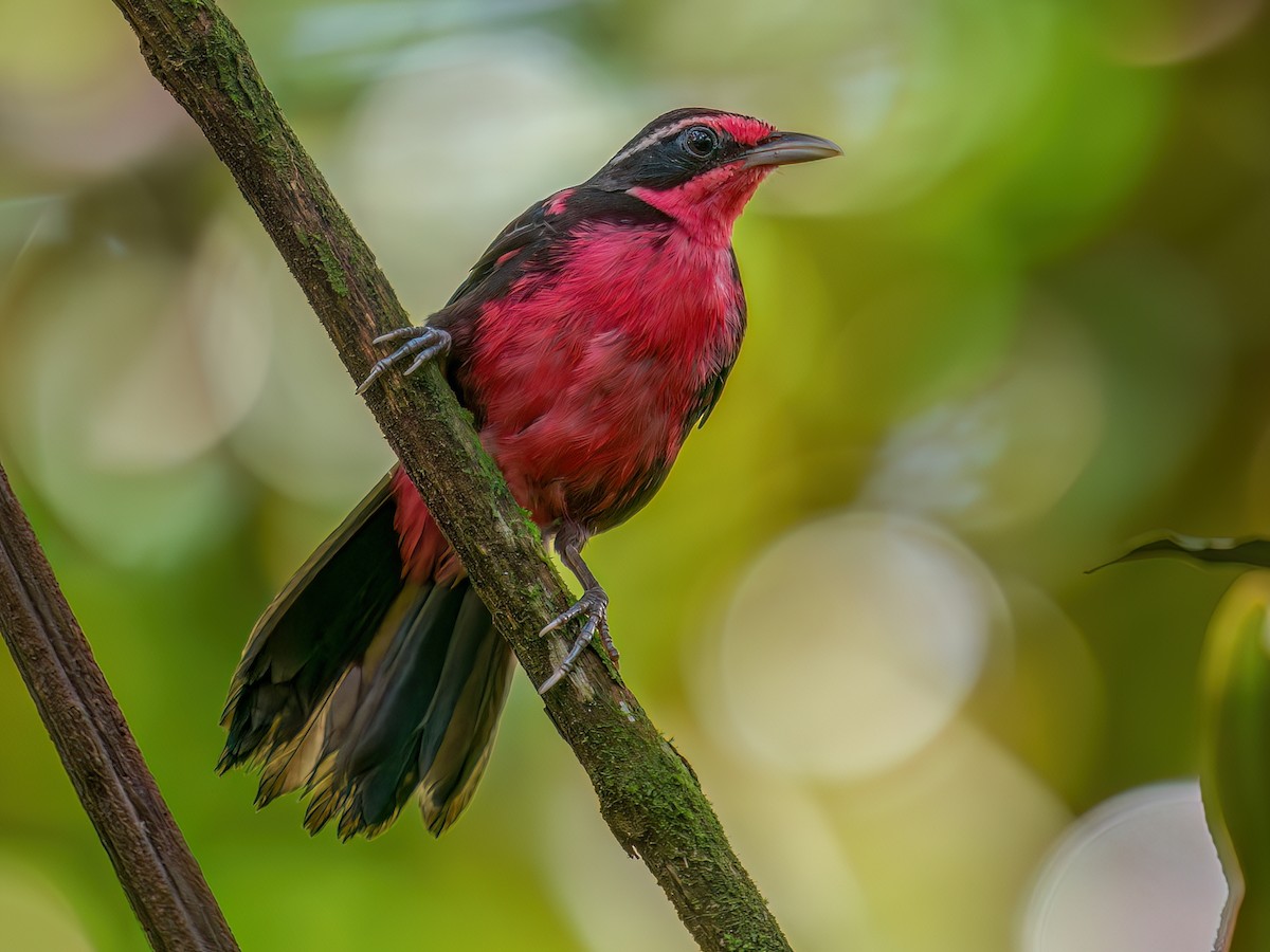 Rosy Thrush-Tanager - Rhodinocichla rosea - Birds of the World
