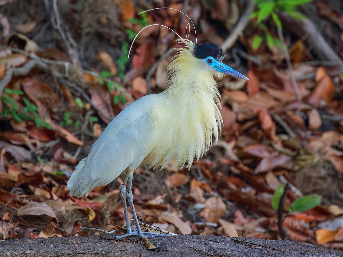 Capped Heron - Pilherodius pileatus - Birds of the World
