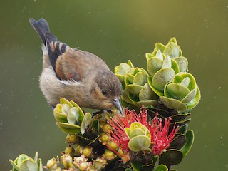 Apapane - eBird