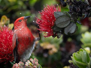 Apapane - eBird